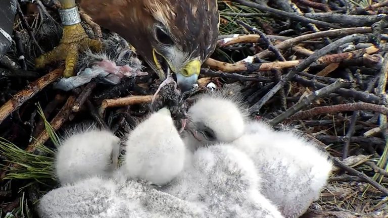 Hawk Talk Updates – Bird Cams Lab
