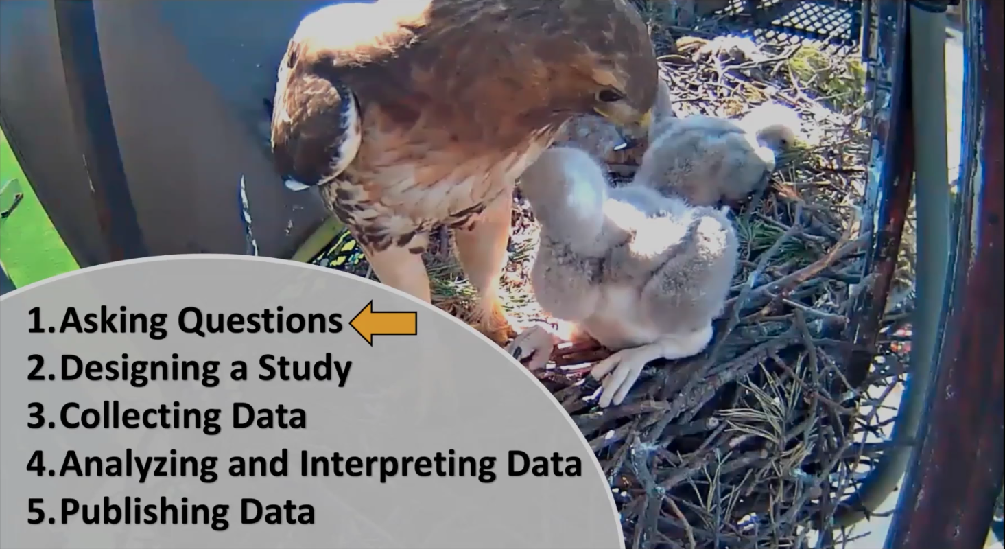 Live from the Bird Cams Lab: Our First Q&A Session – Bird Cams Lab