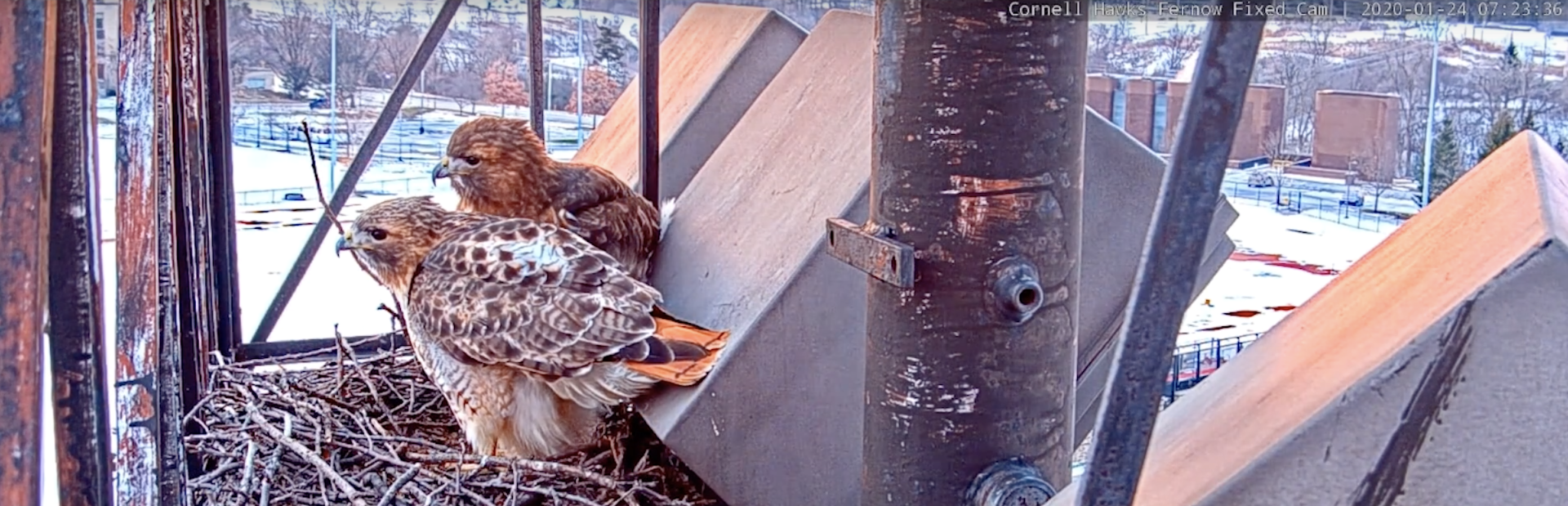 Hawk Talk Updates : Bird Cams Lab