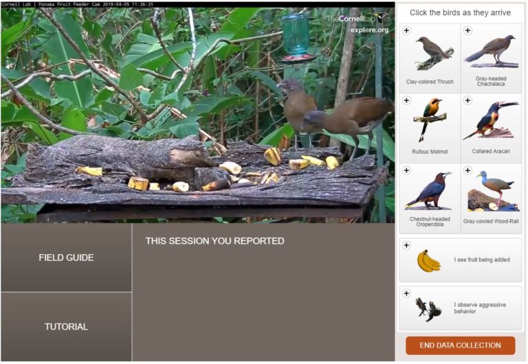 The Data Tools – Bird Cams Lab