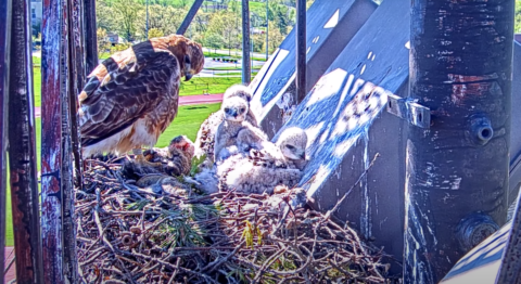 Hawk Happenings: Final Report : Bird Cams Lab