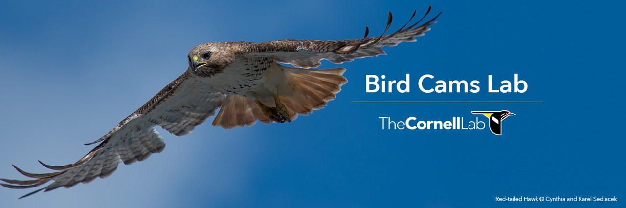 Bird Cams Lab – An online space for co-created citizen science with ...
