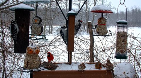 Welcome to Cornell Feeders Live! : Bird Cams Lab